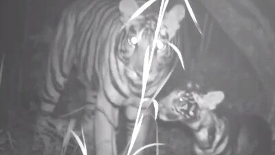 Rare Footage Captures Black Tiger Cub Roaming With Mother in the Wild ...