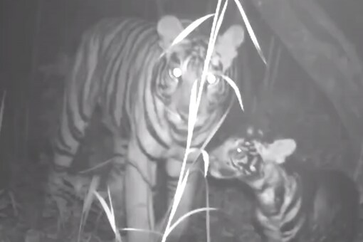 Rare Footage Captures Black Tiger Cub Roaming With Mother in the Wild ...