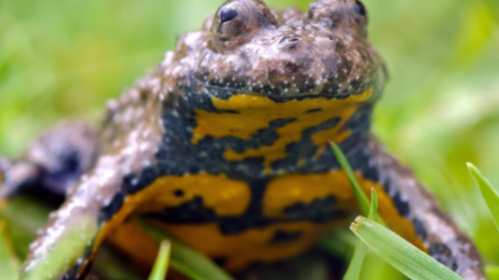 Toads Native to Europe Have Developed a Unique Strategy to Deal With ...