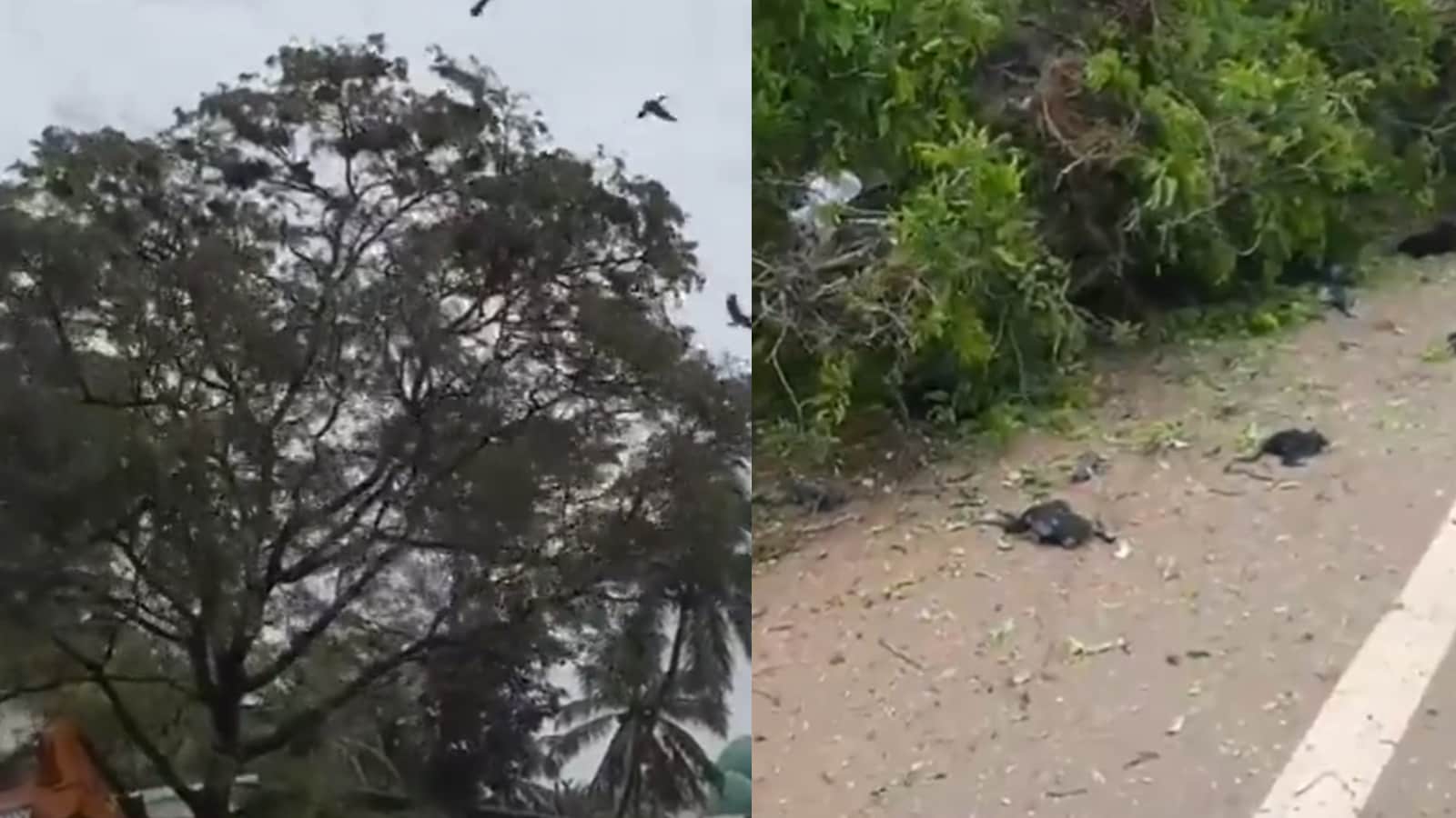 'Simply Unacceptable': Birds Being Crushed Due to Cutting of a Tree ...
