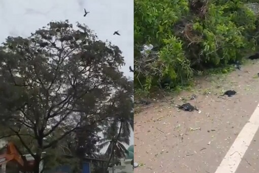 'Simply Unacceptable': Birds Being Crushed Due to Cutting of a Tree ...