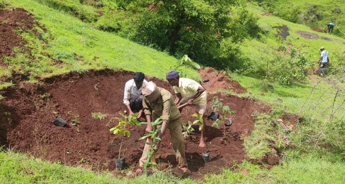 Maharashtra Village Takes Afforestation up a Notch