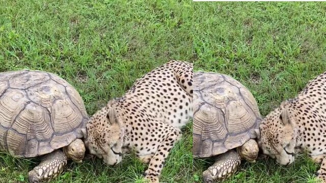 Video of Cheetah and Tortoise Playing at a Park in Florida Wins The ...