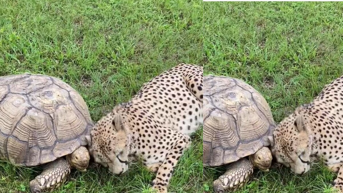 Video of Cheetah and Tortoise Playing at a Park in Florida Wins The ...