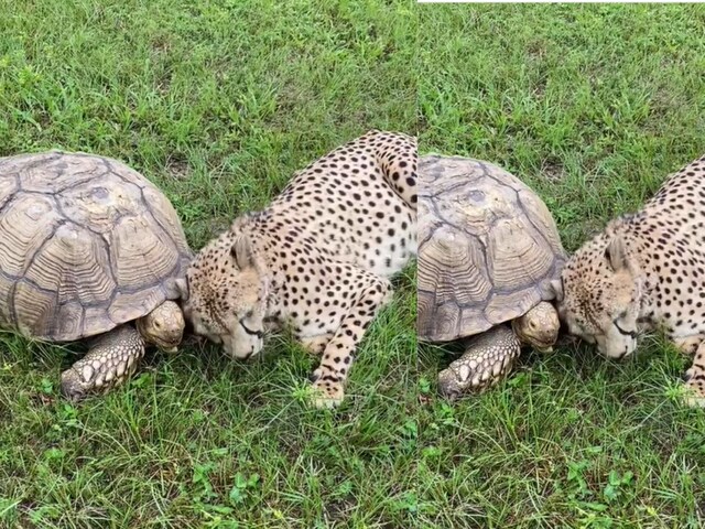 Video of Cheetah and Tortoise Playing at a Park in Florida Wins The ...