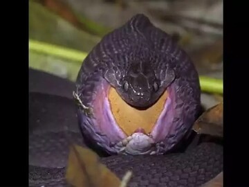 Watch: Snake Swallows a Huge Egg in One Go Leaving Netizens Astonished ...
