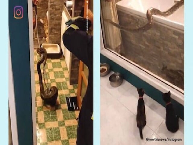 Watch: A 12-Foot Python, Eyeing Kittens, Found Inside A Thailand ...