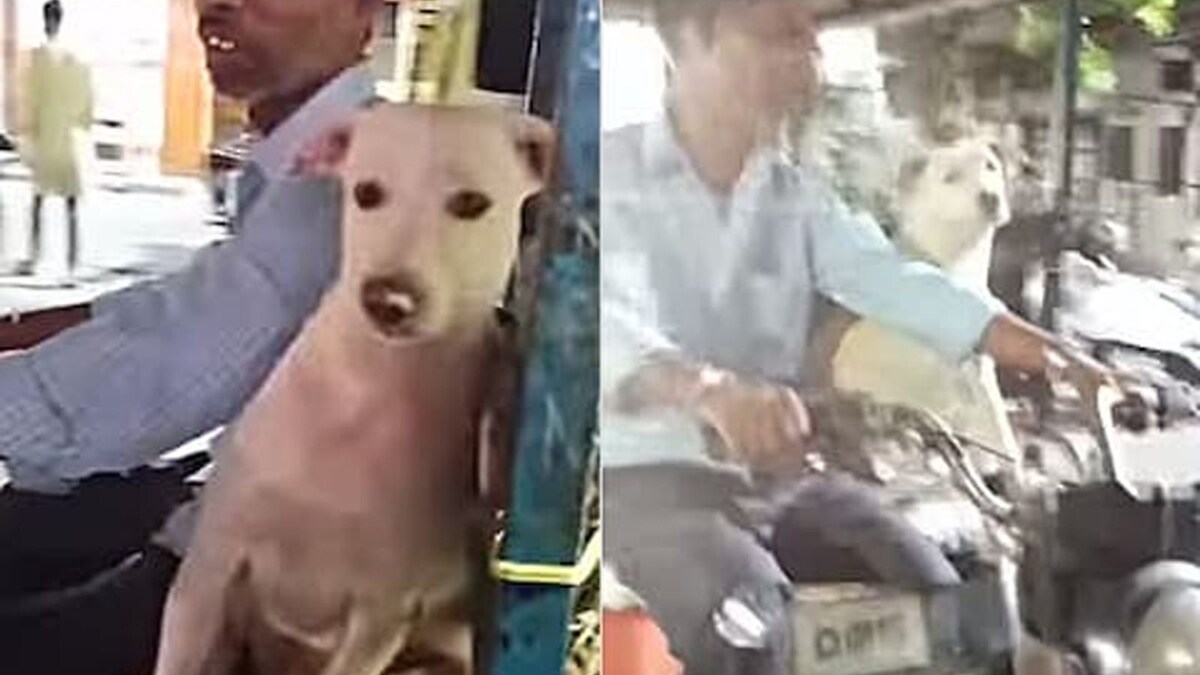 Watch: E-rickshaw Driver Taking His Adorable Dog to Work Every Day ...