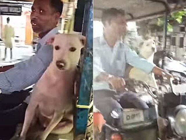 Watch: E-rickshaw Driver Taking His Adorable Dog to Work Every Day ...
