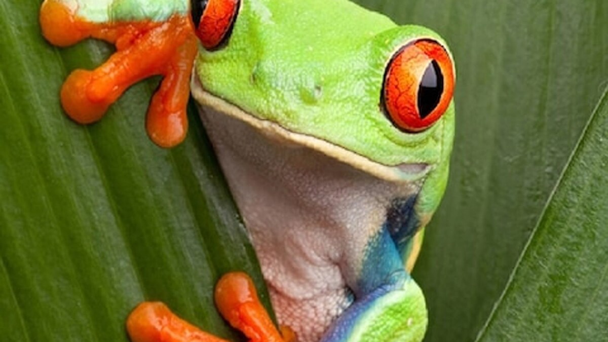 Internet in Disgust Over Japanese Eatery's Live Frog Sushi Dish - News18