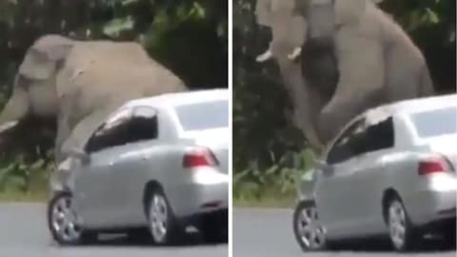 Watch: "Iitchy" Elephant Damages Car To Scratch His Back | Buzz News ...