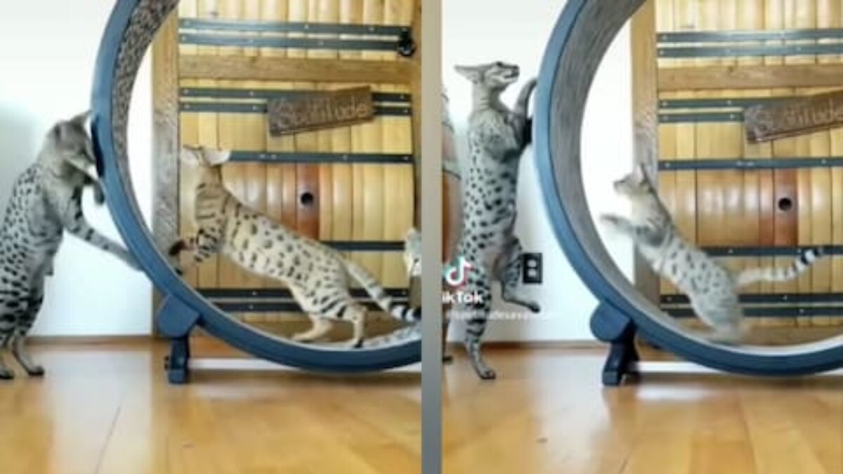 Move Over Humans, Cats are Here to Train And Tell You How It's Done ...