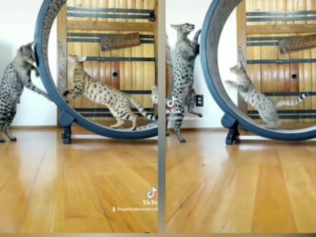 Move Over Humans, Cats are Here to Train And Tell You How It's Done ...