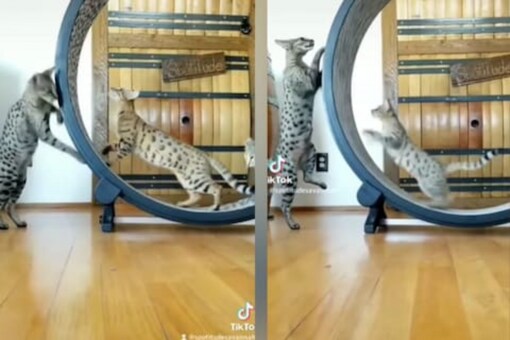 Move Over Humans, Cats are Here to Train And Tell You How It's Done ...