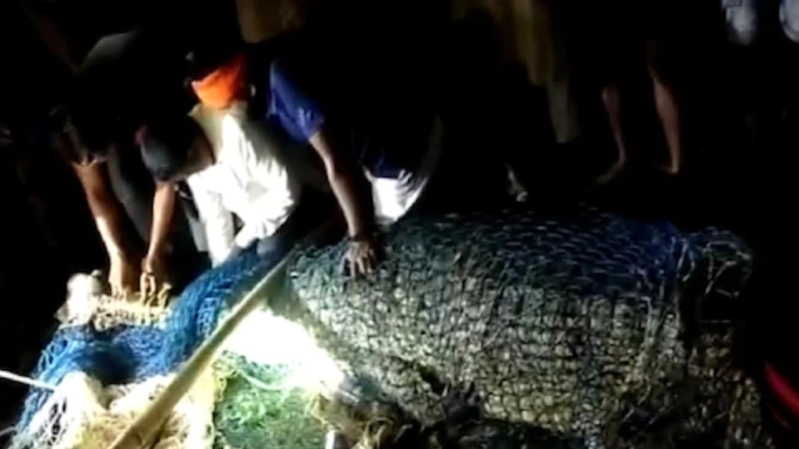 In Bihar, Rohtas Forest Dept Captures 12-foot-long Crocodile; Residents ...