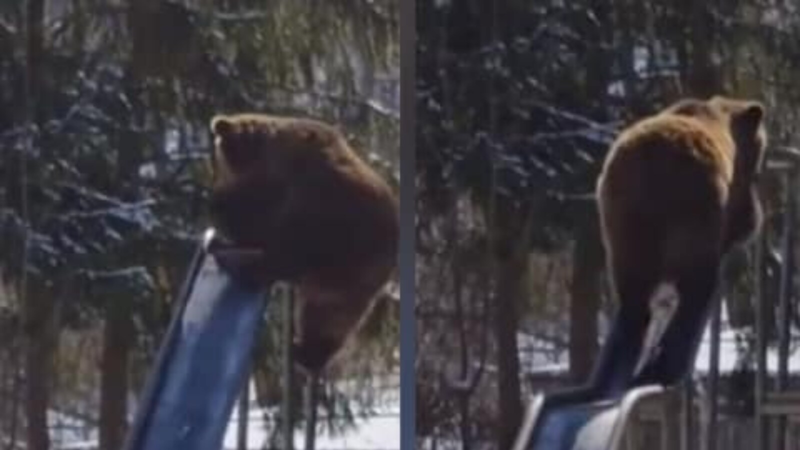 Watch: Nothing, Just a Bear on a Slide Leaves Internet in Splits | Buzz ...