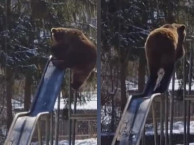 Watch: Nothing, Just a Bear on a Slide Leaves Internet in Splits - News18