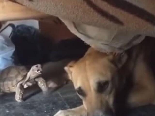 Watch: Tortoise Makes Dog Angry With Its Antics - News18