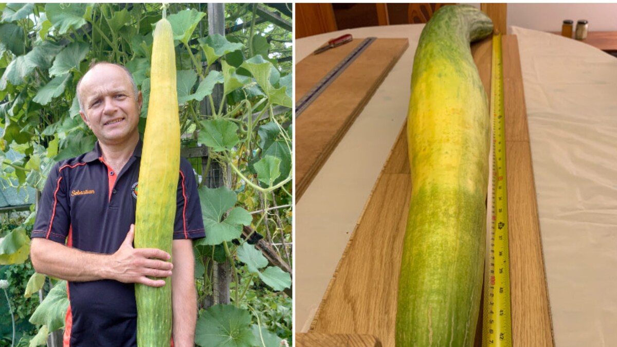 UK Man Sets Guinness World Record After Growing 113-cm Long Cucumber ...