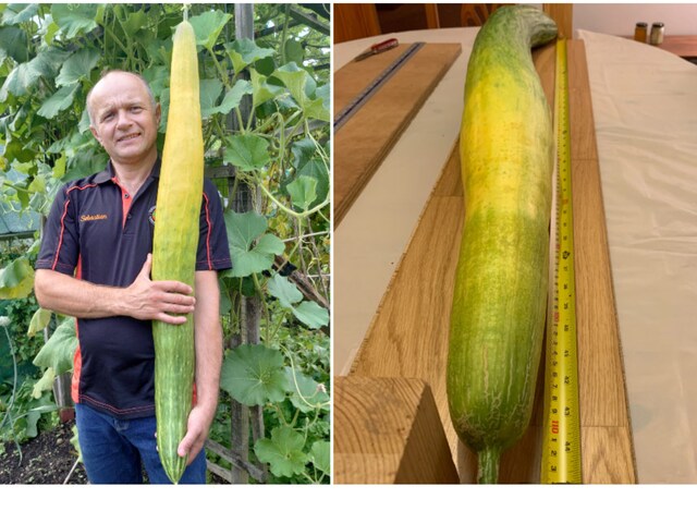 UK Man Sets Guinness World Record After Growing 113-cm Long Cucumber ...