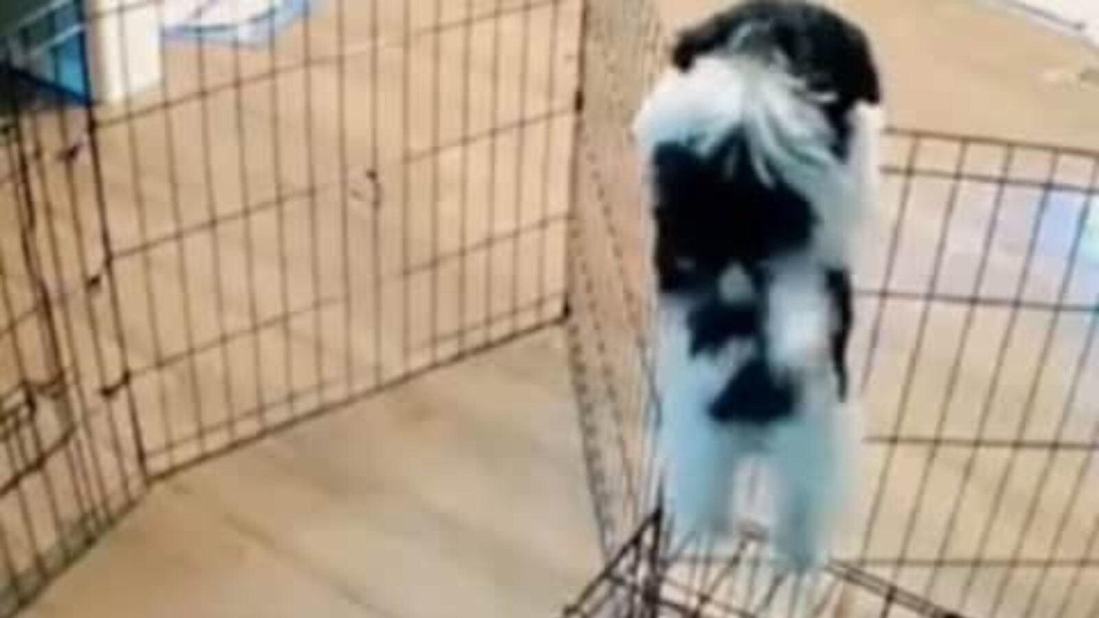 Watch: Dog Escaping the Cage is The Most Adorable Prison Break You Will ...