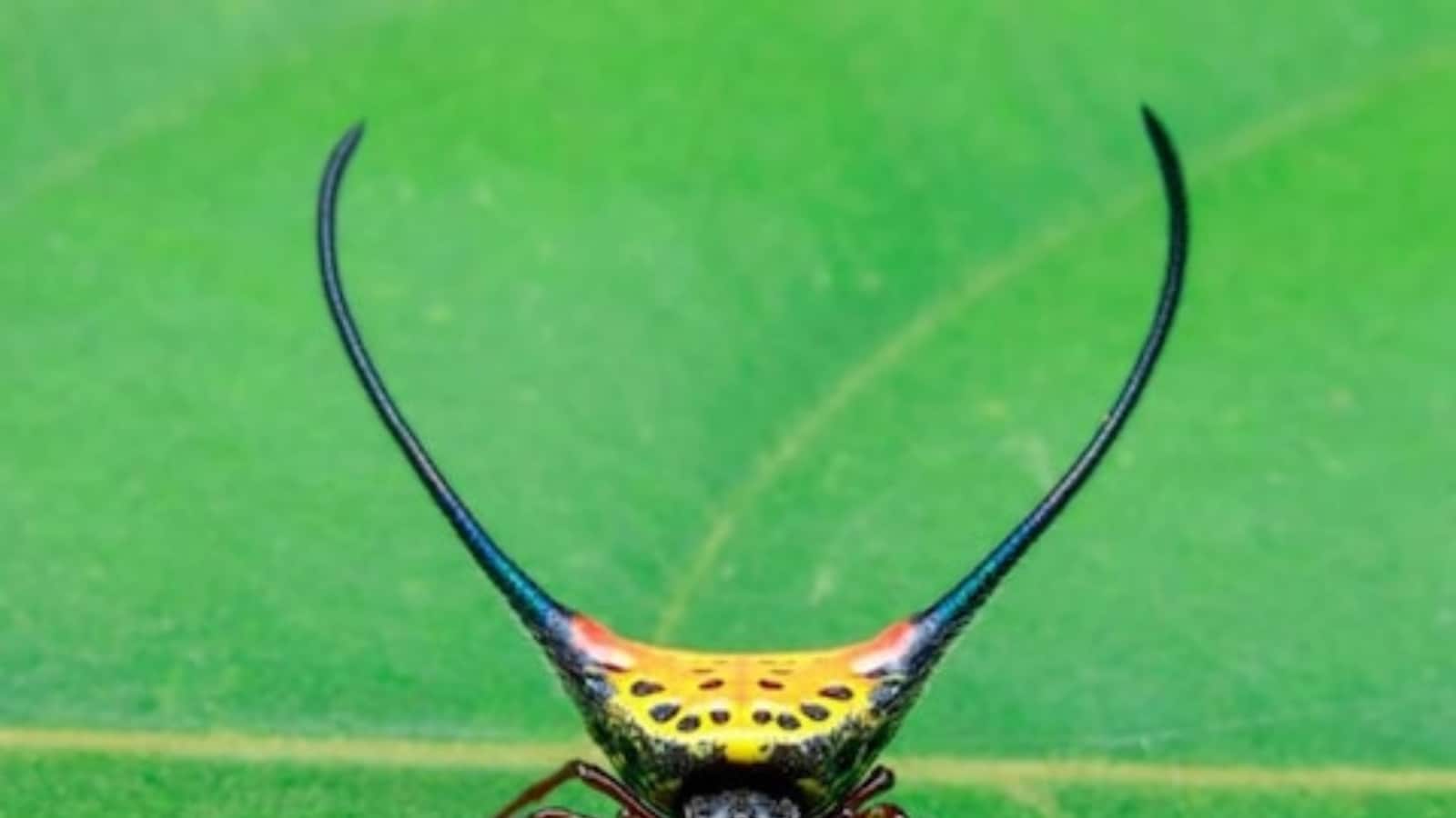 This Horned Spider May Give You Creepy Crawlies But is Harmless | Buzz ...