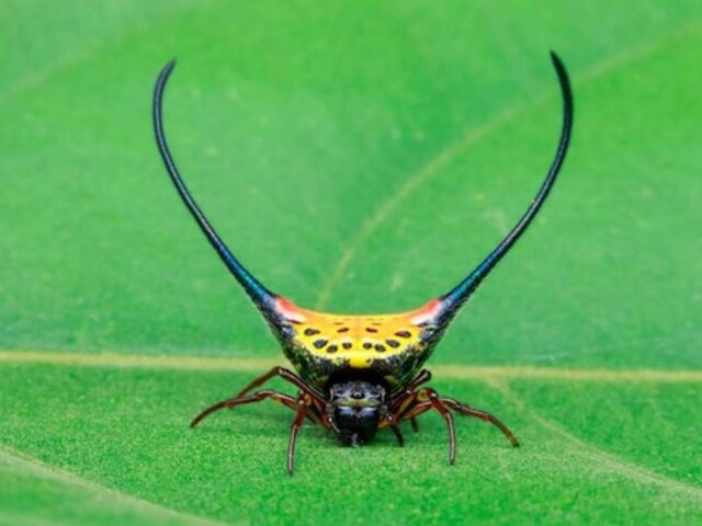 This Horned Spider May Give You Creepy Crawlies But is Harmless - News18