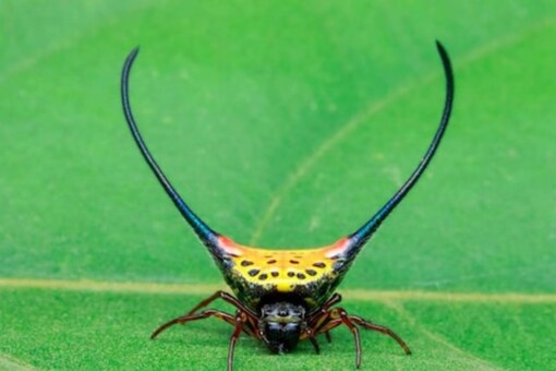 This Horned Spider May Give You Creepy Crawlies But is Harmless - News18
