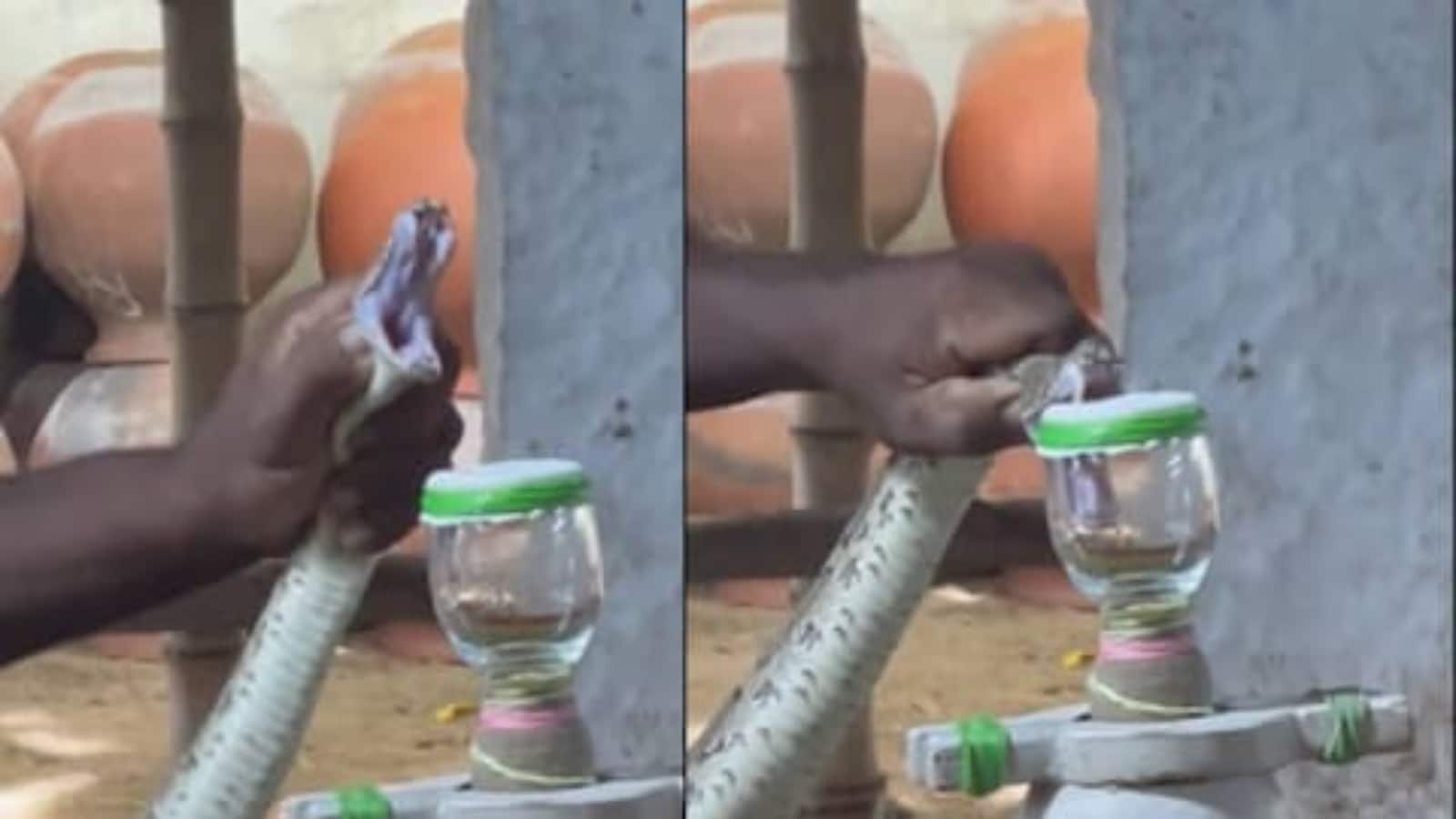 Watch: Irula Tribe’s Method of Extracting Snake Venom Will Surprise You ...