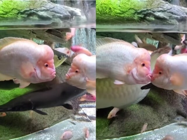Watch: Fish Shower Each Other With Kisses, Netizens Want What They Have ...