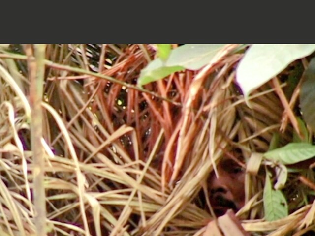 Tribe Killed, Amazon Man Who Lived Alone for 20 Yrs Dies. His Life ...