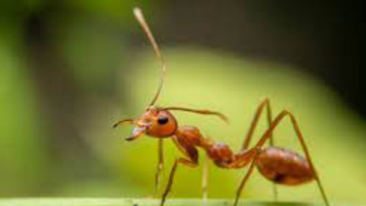 Ant Infestation Forces People to Flee Odisha Village - News18