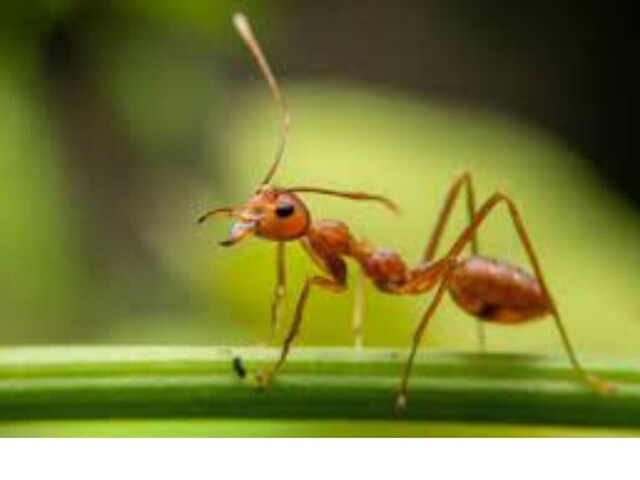 Ant Infestation Forces People to Flee Odisha Village - News18