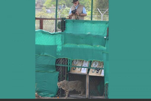 'Be Patient as Cheetahs Make Kuno Home': PM Modi Taps Wildlife Vigour ...