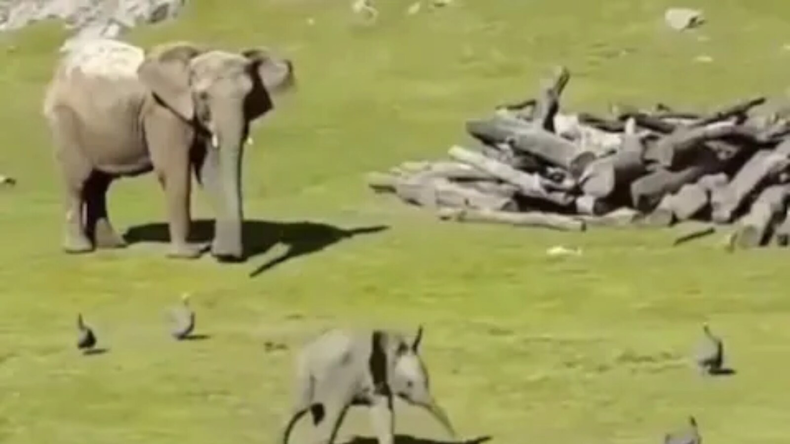 Watch: Baby Elephant Trying To Make New Friends is The Cutest Thing on ...