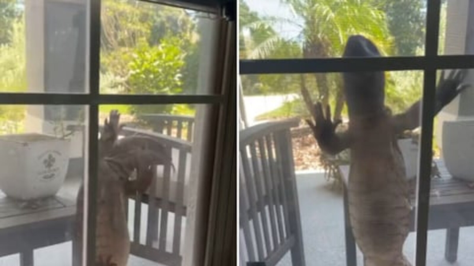 Watch: Giant Lizard Knocks On Florida Resident’s Door, Internet Reacts | Buzz News - News18