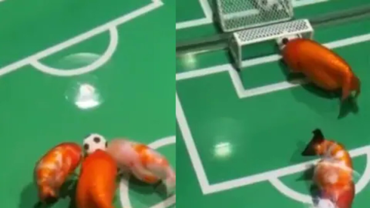 Yes, Fish Can Play Football And Here's The Proof - News18