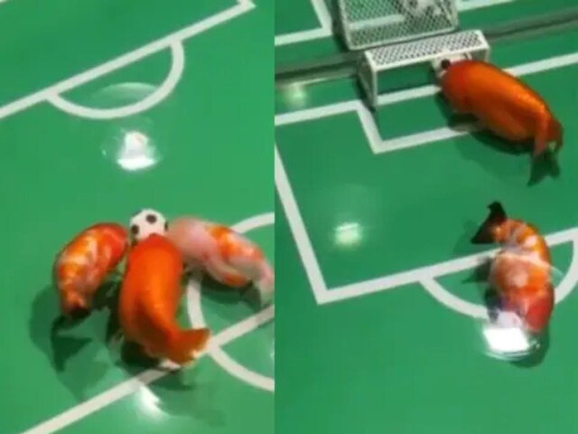 Yes, Fish Can Play Football And Here's The Proof - News18