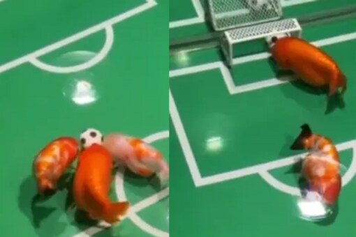 Yes, Fish Can Play Football And Here's The Proof - News18