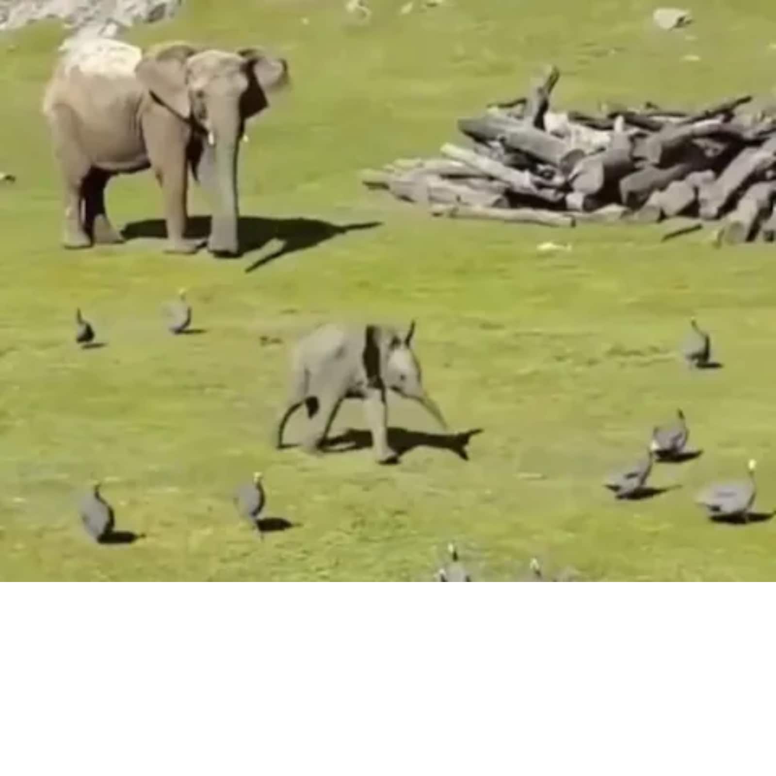 Baby Elephant Animal