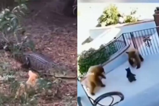 Video of Courageous Animals Taking on Stronger Foes is The Best Thing ...