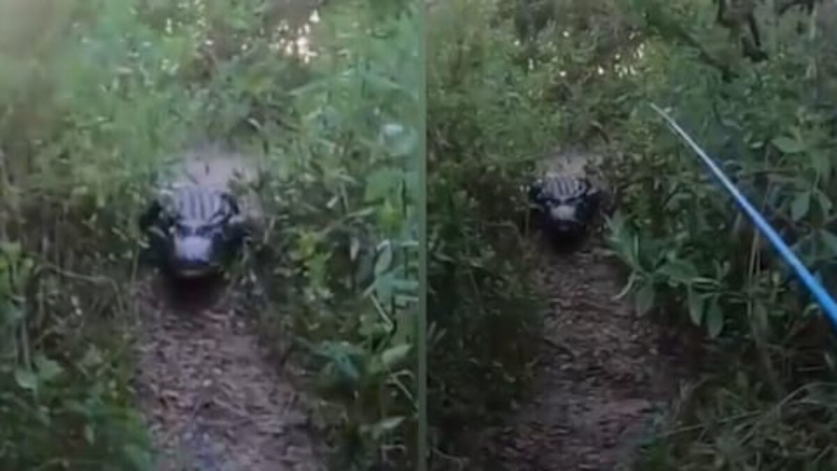 Watch: Florida Man Chased By An Alligator While Fishing - News18