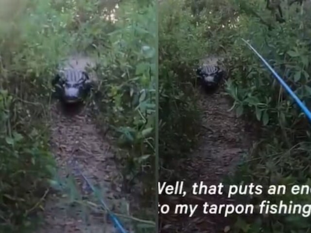 Watch: Florida Man Chased By An Alligator While Fishing - News18