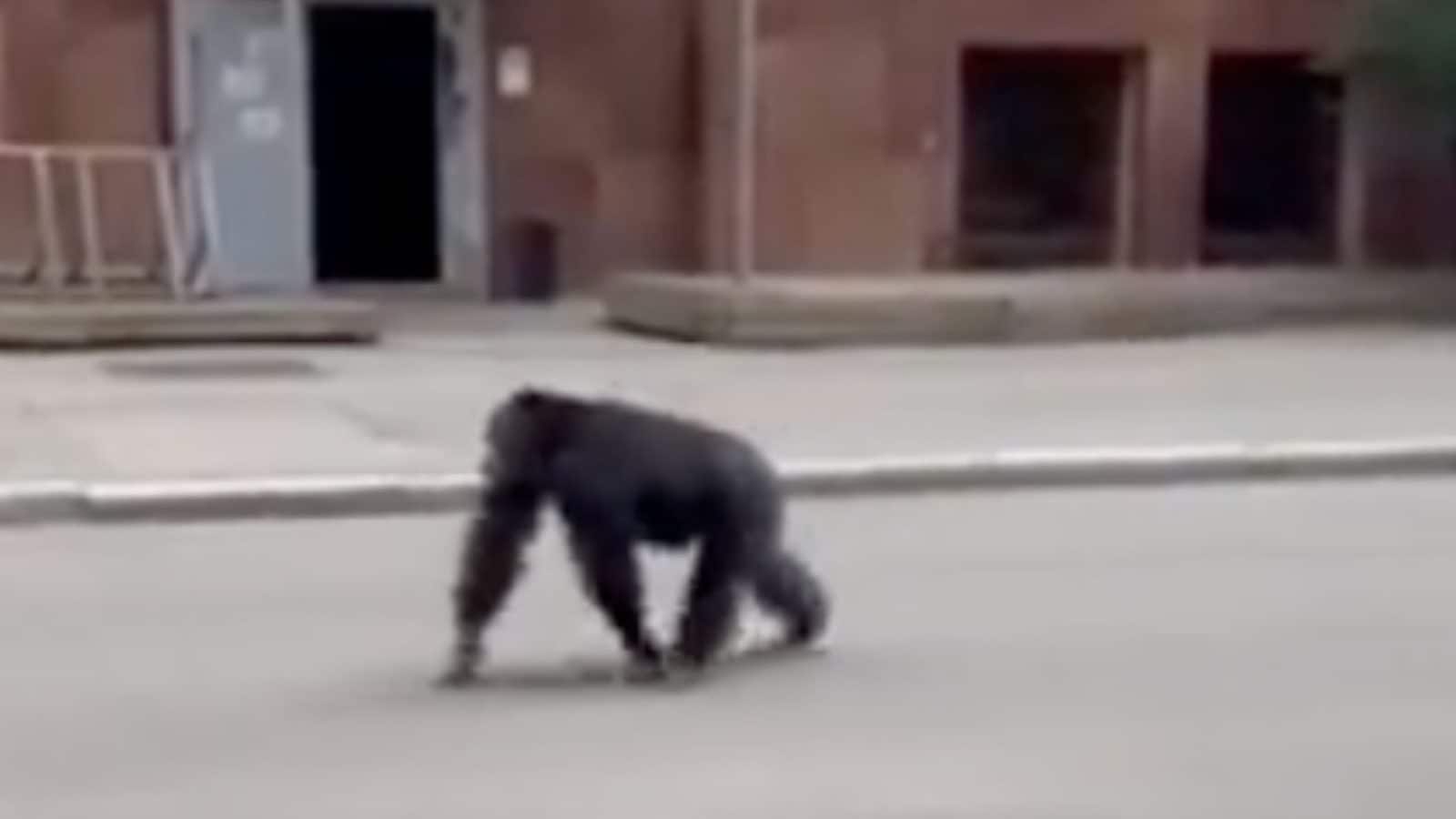Escaped Chimpanzee's Encounter With Zookeeper Trying to Get It Back in ...