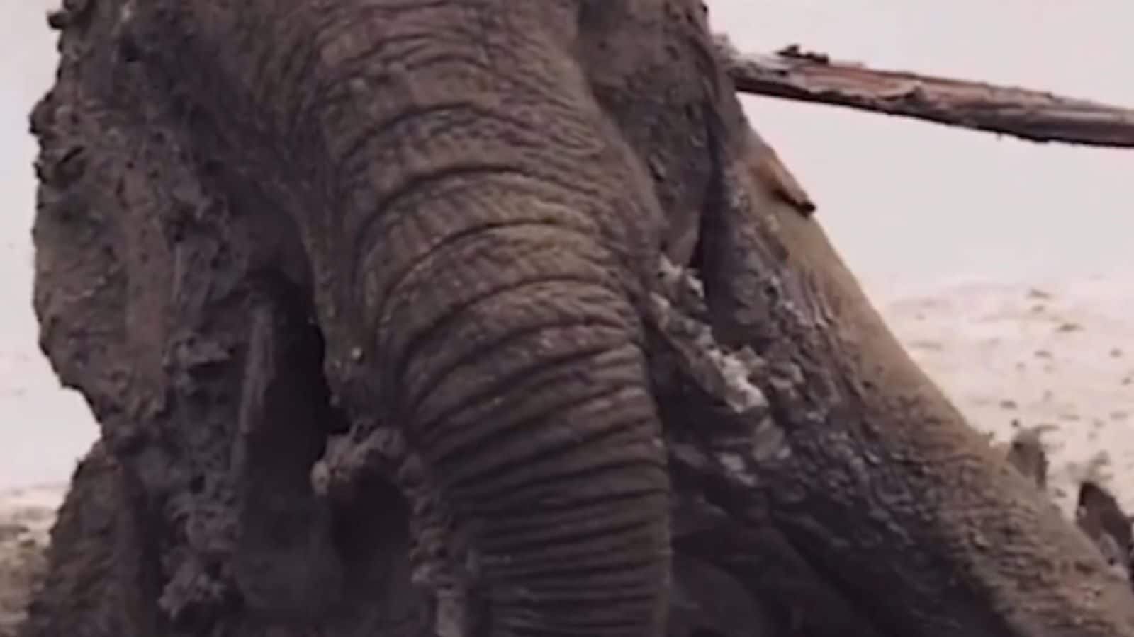 Watch: Viral video shows elephant, trapped in mud for two days, being ... Watch: Viral video shows elephant, trapped in mud for two days, being ...