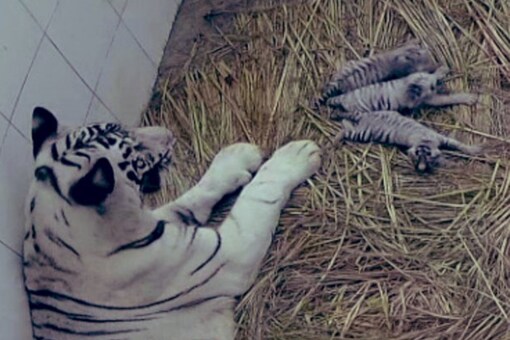 White Tigress Sita Gives Birth To Three Healthy Cubs At Delhi Zoo - News18