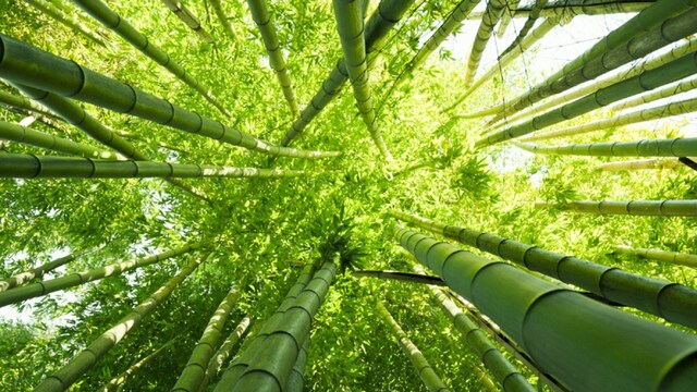 World Bamboo Day 2022: History, Significance, Quotes and Key Facts ...