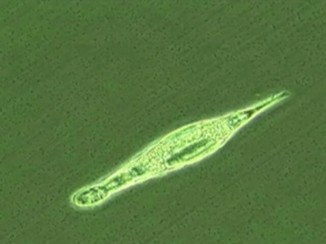 Ancient Armoured Worm From 518 Million Years Ago Could Be Ancestor of ...