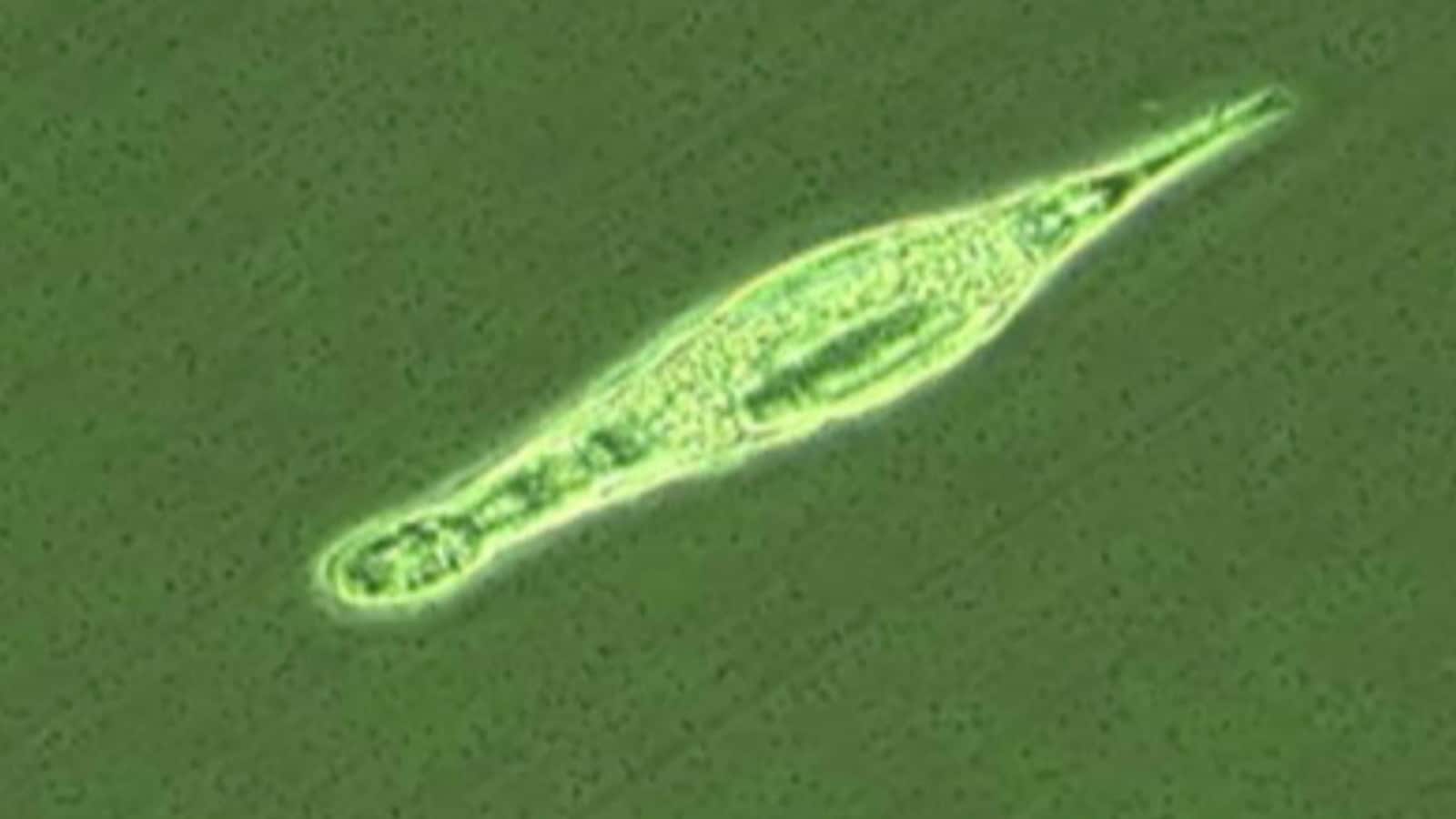 Ancient Armoured Worm From 518 Million Years Ago Could Be Ancestor of ...