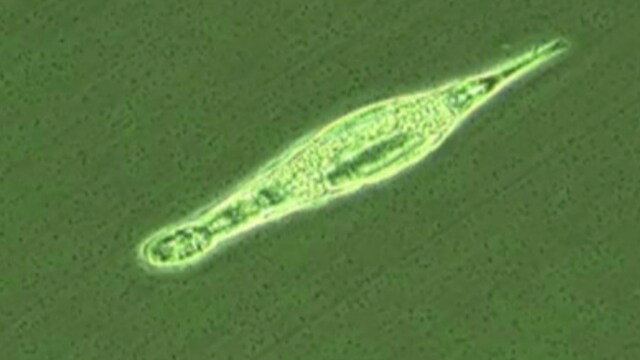 Ancient Armoured Worm From 518 Million Years Ago Could Be Ancestor of ...